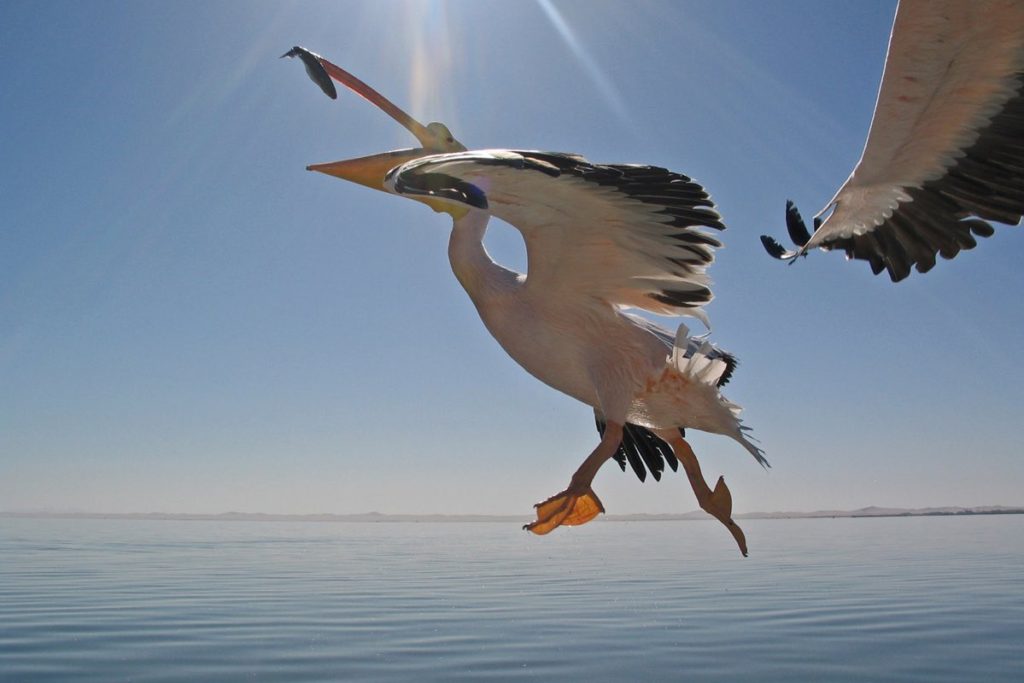 Maurice Rapaille_namibie 136 V2 - ARC Saint-Rémy